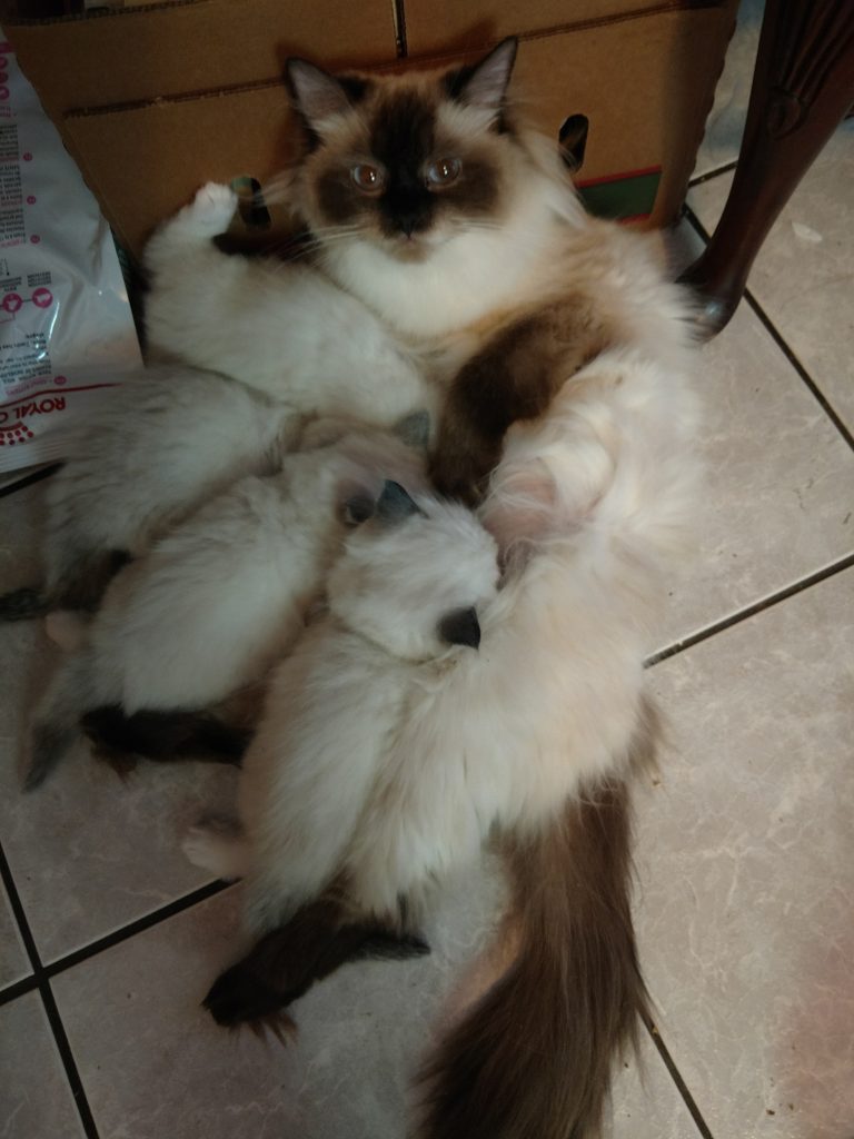 Photo Gallery - Redi Freddie's Ragdolls - Registered Ragdoll Kittens