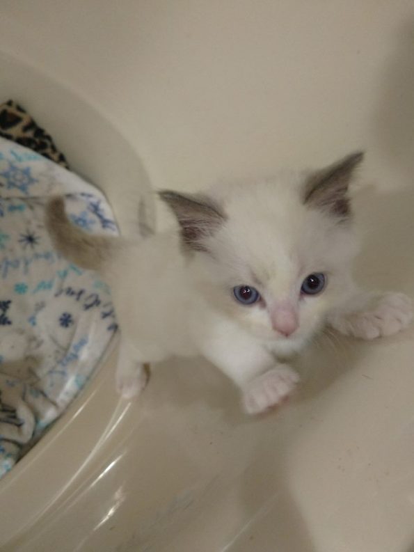 Photo Gallery - Redi Freddie's Ragdolls - Registered Ragdoll Kittens